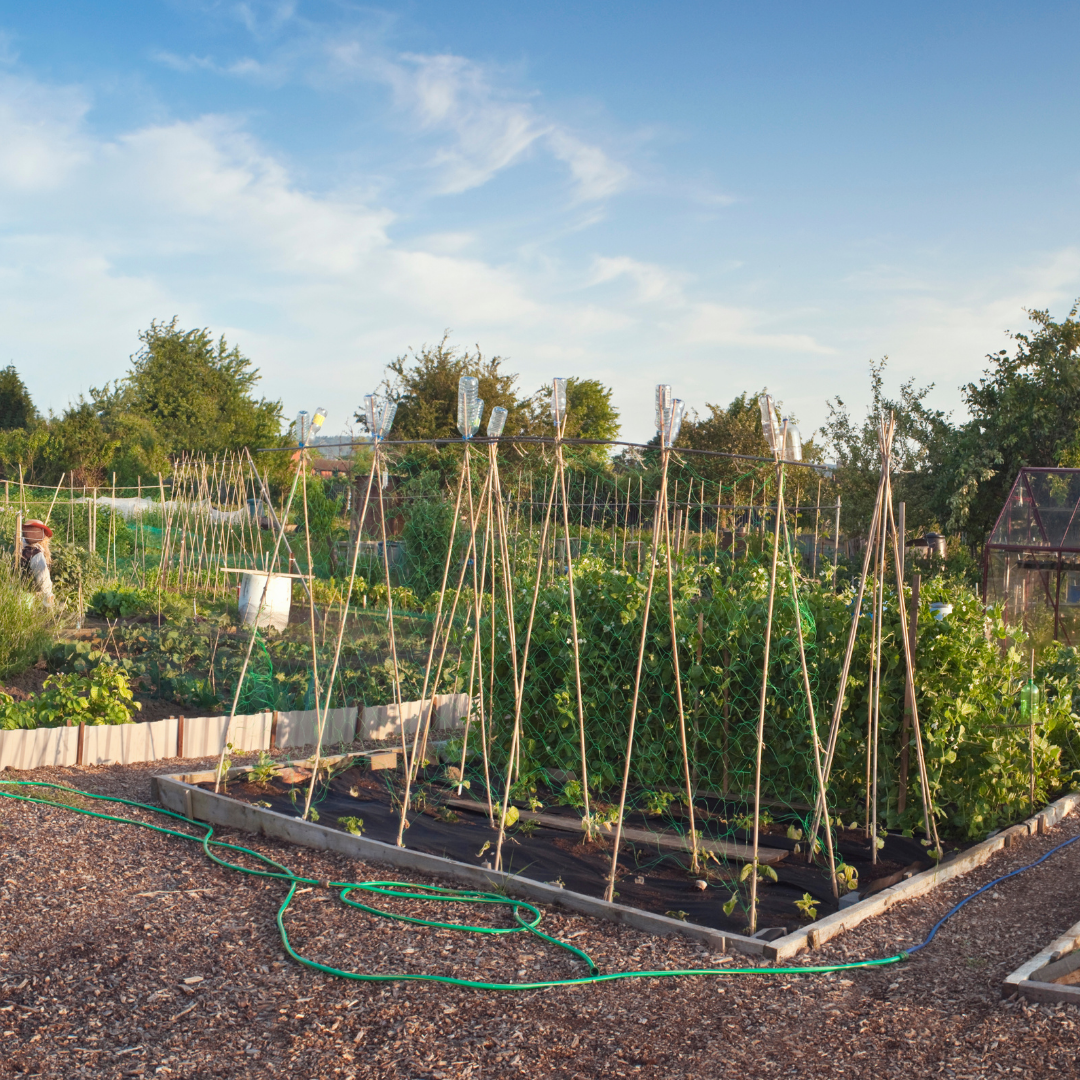 Suregreen | Plant Support | Bamboo Canes, Netting & Support Frames