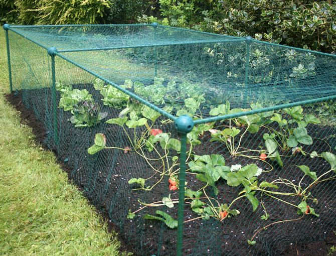 Fruit Cage | Fruit Cage Netting | Fruit Cages UK | Suregreen
