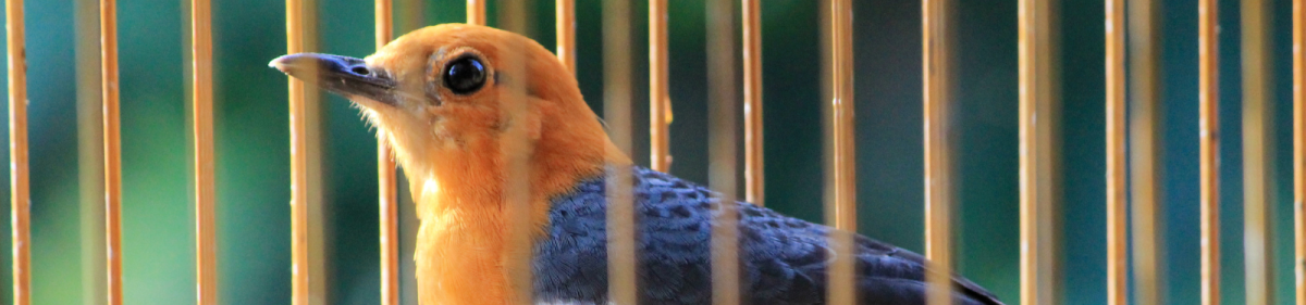 Bird Cages & Aviary Wire | Fast Nationwide Delivery |Suregreen