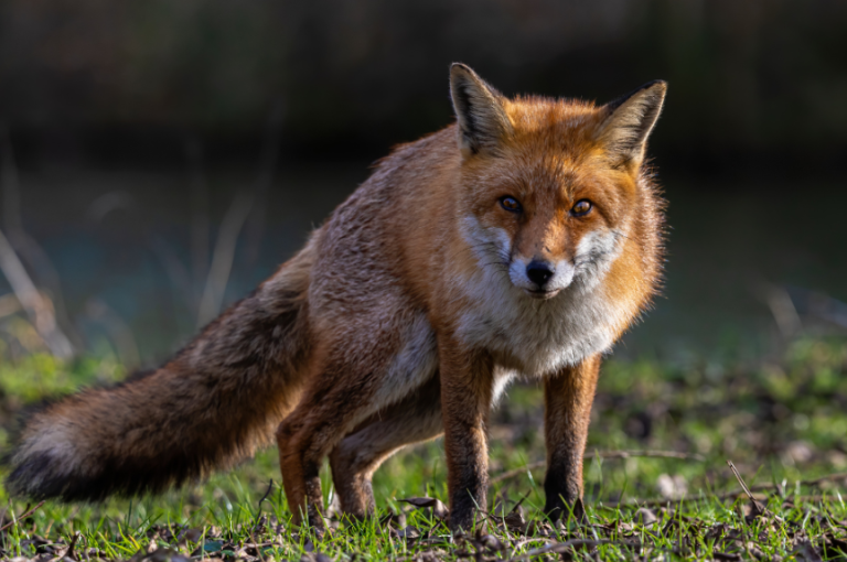 Fox Proof Fencing | Fast Nationwide Delivery |Suregreen