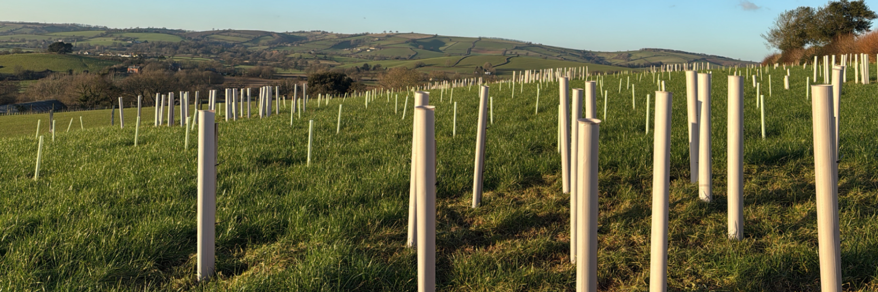 Vigilis Tree Shelters: Essential Protection for Strong, Healthy Trees ...